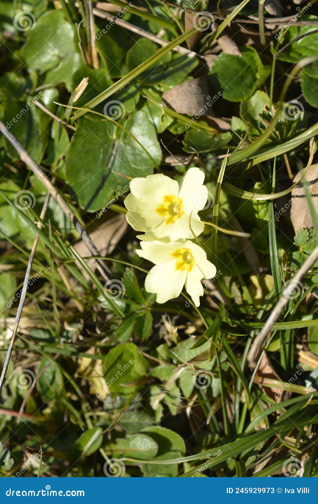 Common primrose stock image. Image of leaf, spring, vulgaris - 245929973