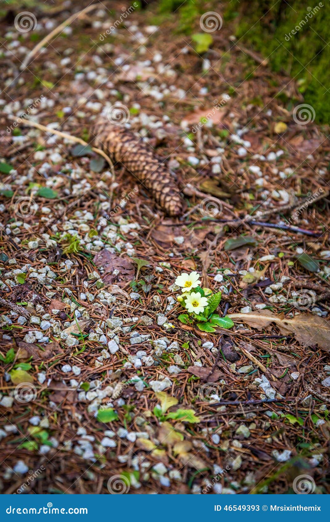 Common Primrose Which Marks the Beginning of Spring Stock Image - Image ...