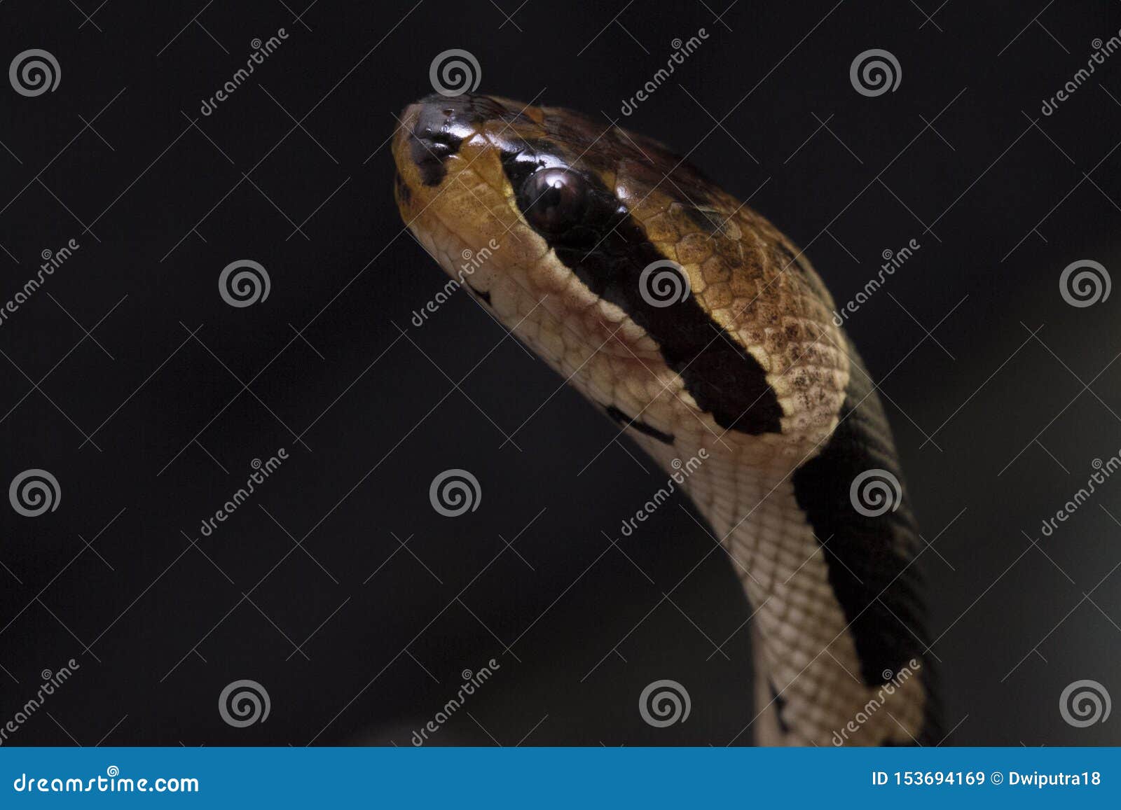 Common Puff-faced Water Snake, Homalopsis Buccat. Stock Image - Image ...