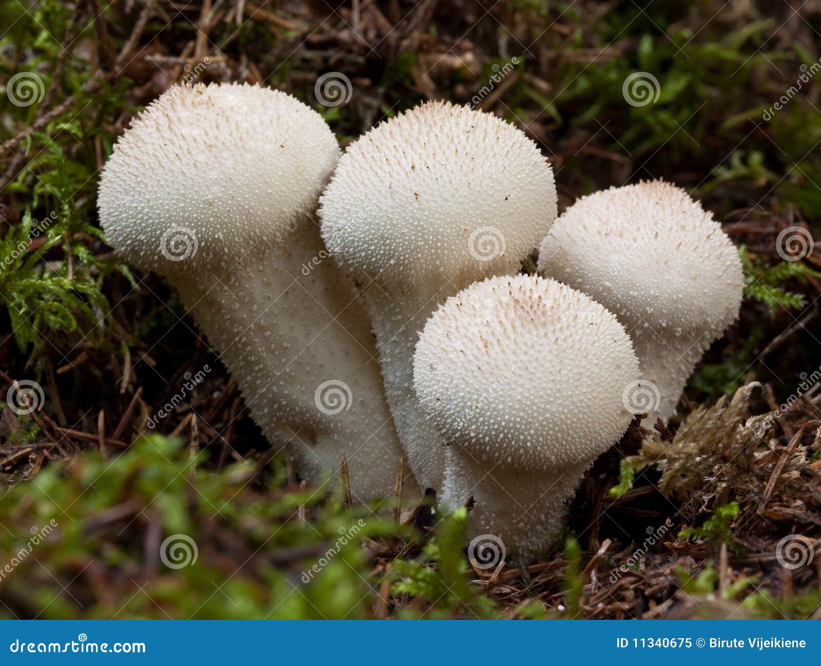 Common puffball stock image. Image of puffball, closeup - 11340675