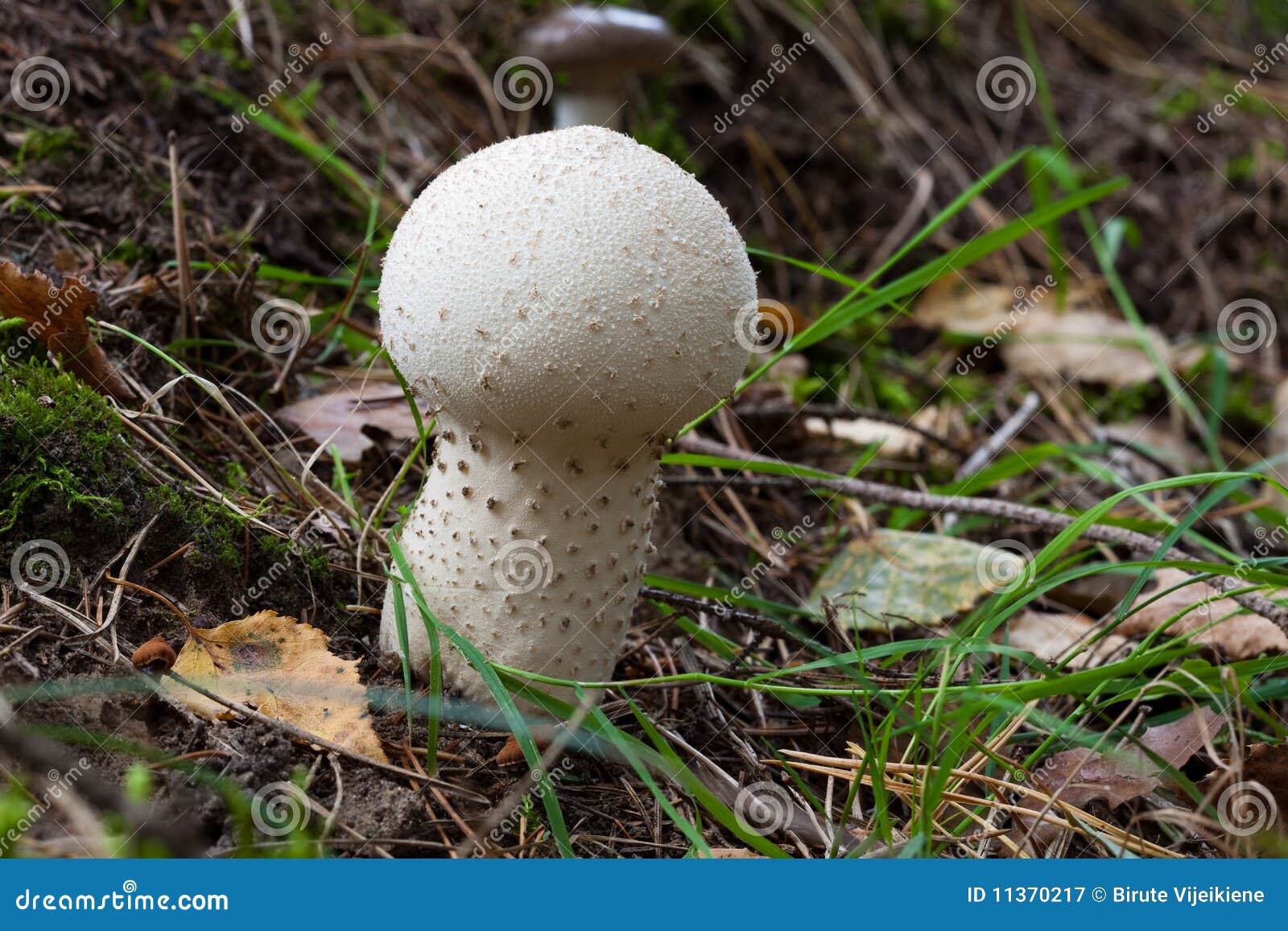 Common puffball stock image. Image of nature, studded - 11370217