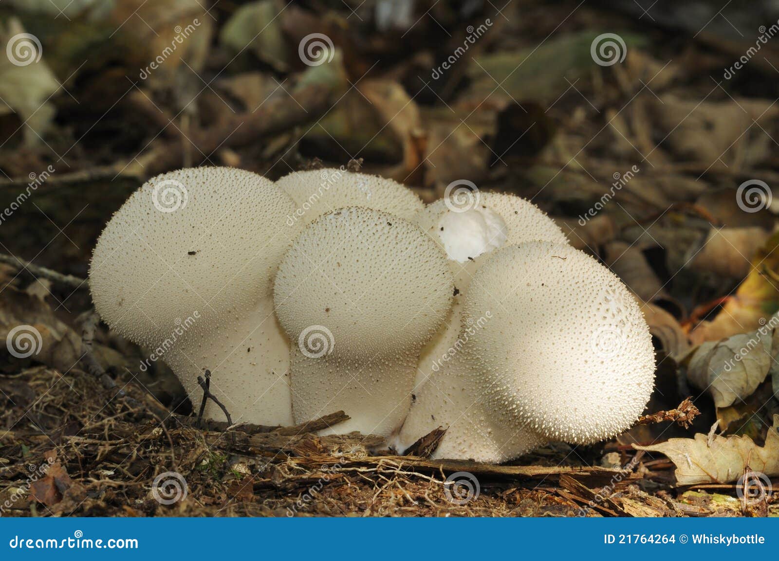 Common Puffball stock photo. Image of horizontal, white - 21764264