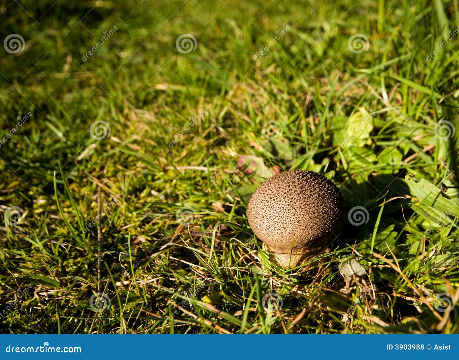 Common Puffball Fungi Stock Photography | CartoonDealer.com #45803504