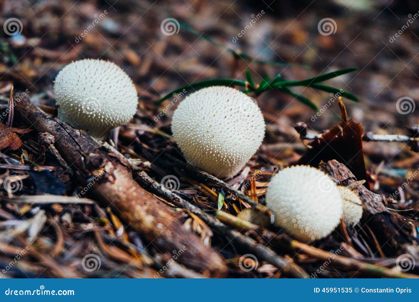 Common Puffball Fungi Stock Photography | CartoonDealer.com #45803504