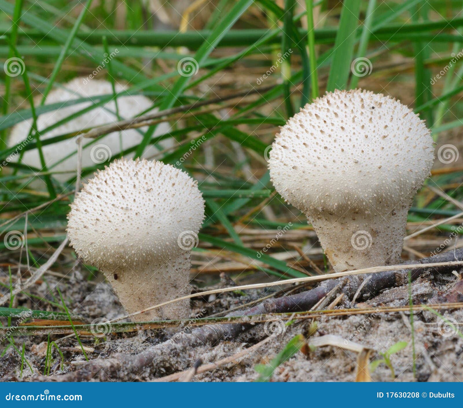 Common Puffball Lycoperdon Perlatum Stock Photo - Image of snuff ...