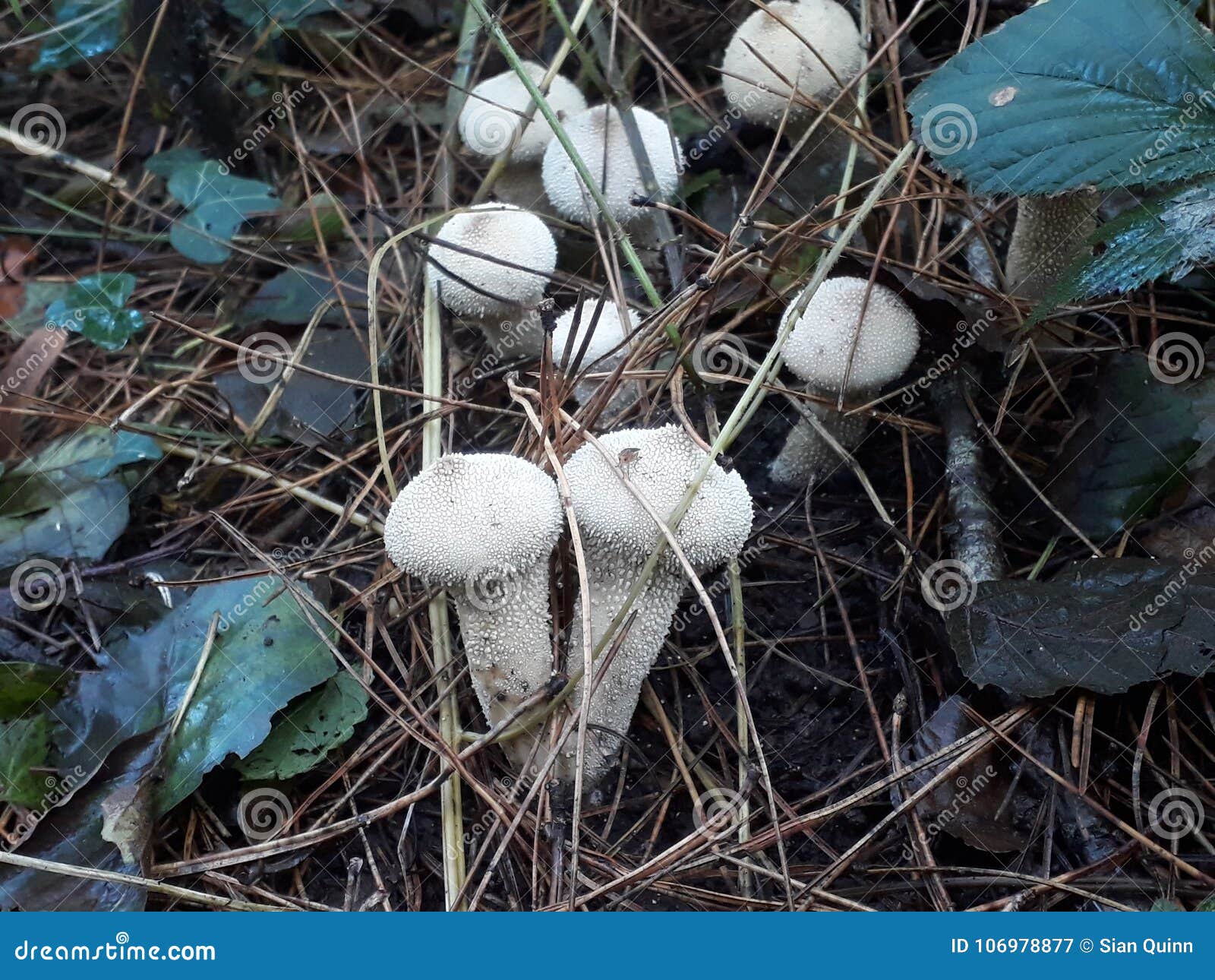 Common puffball stock image. Image of perlatum, common - 106978877