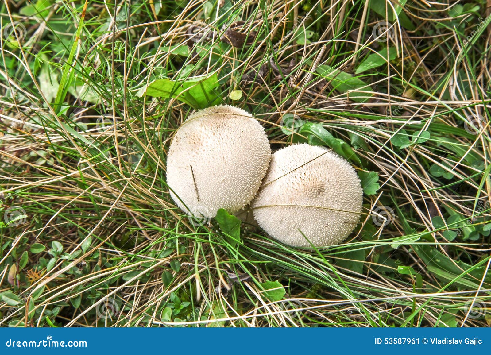 Common Puffball Stock Image | CartoonDealer.com #45951535
