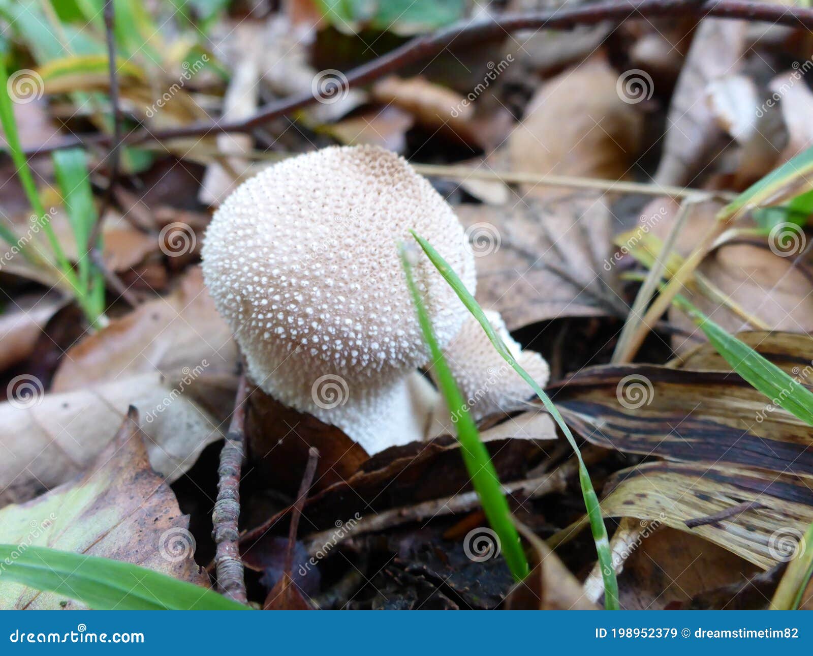 Common Puffball in Pine Forest - Lycoperdon Perlatum Stock Image ...
