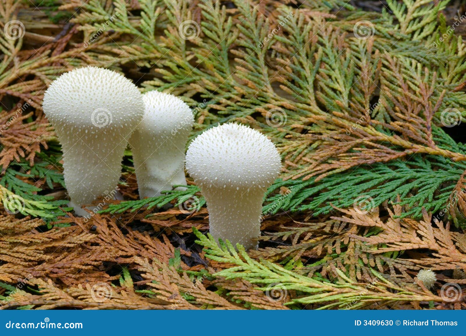 Common Puffballs stock photo. Image of organism, color - 3409630