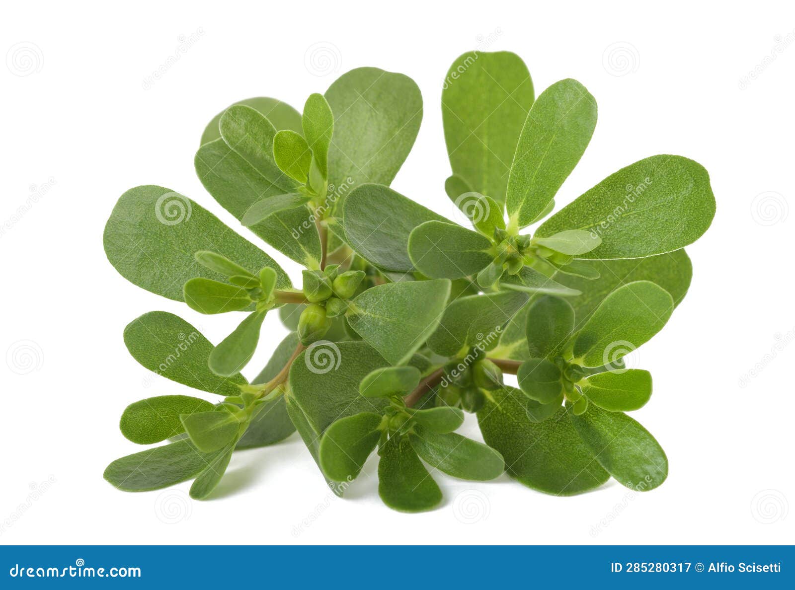 Common Purslane Or Portulaca Oleraceae Is An Annual Succulent In The ...