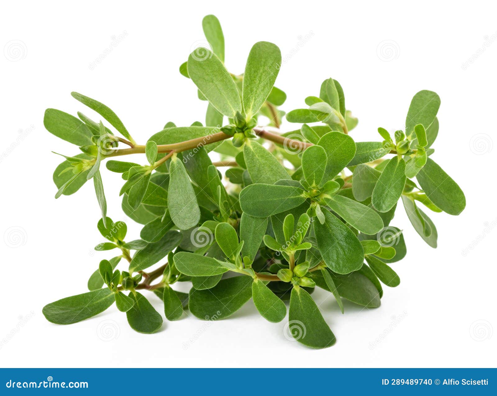 Common Purslane Or Portulaca Oleraceae Is An Annual Succulent In The ...