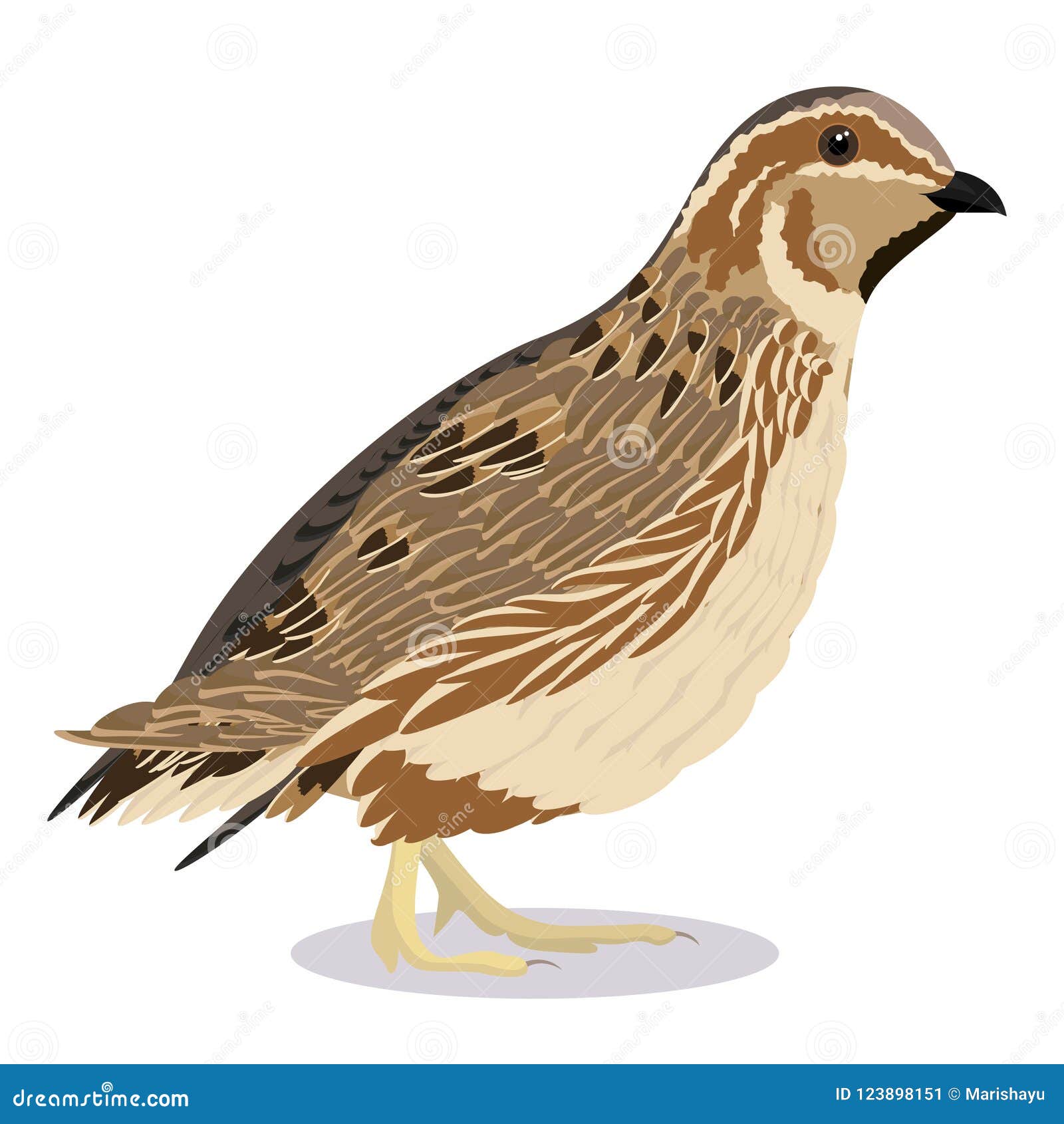 Common quail bird stock vector. Illustration of ground - 123898151