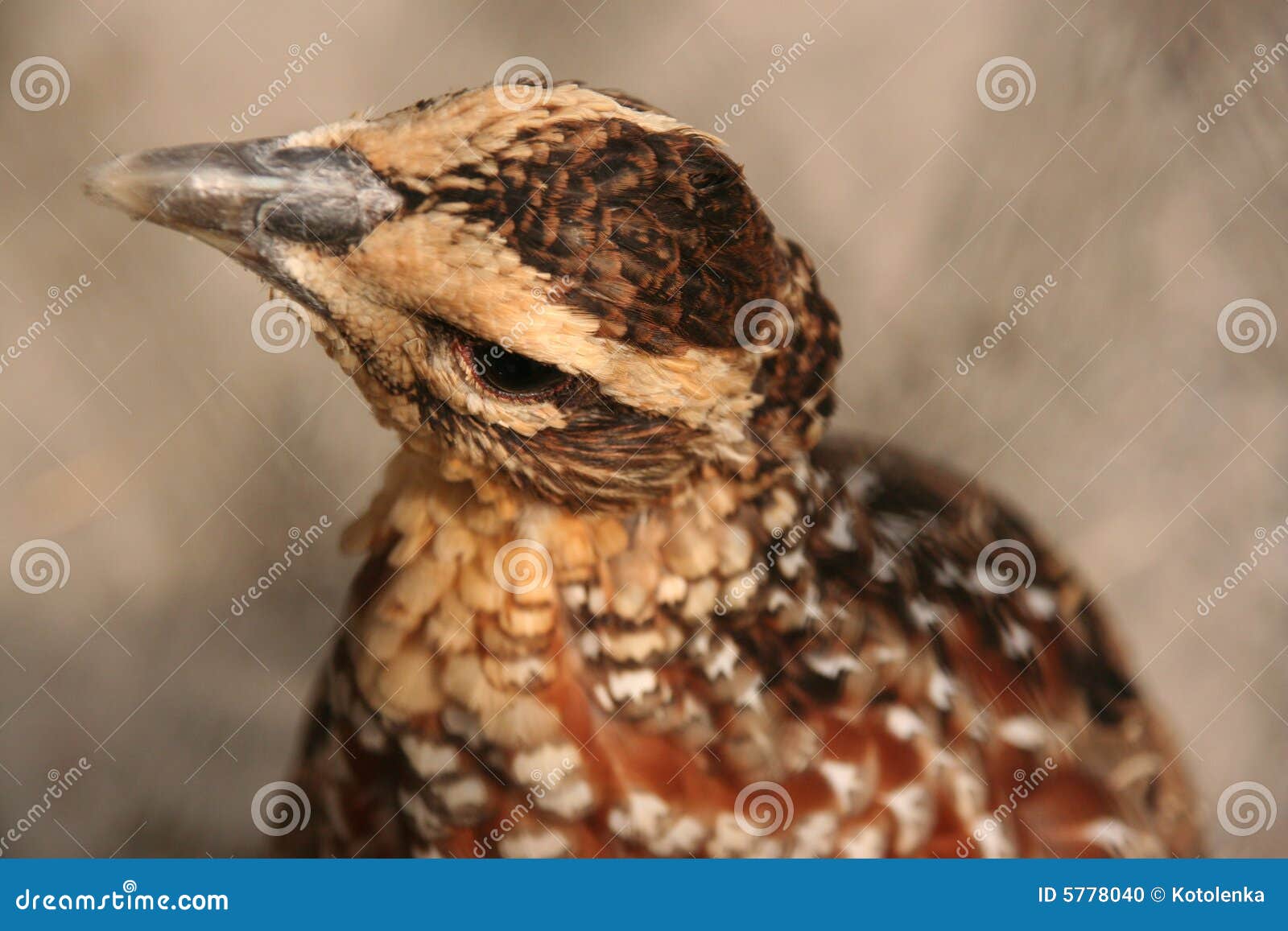 Common Quail, Coturnix Coturnix, Bird In The Nature Habitat. Quail ...