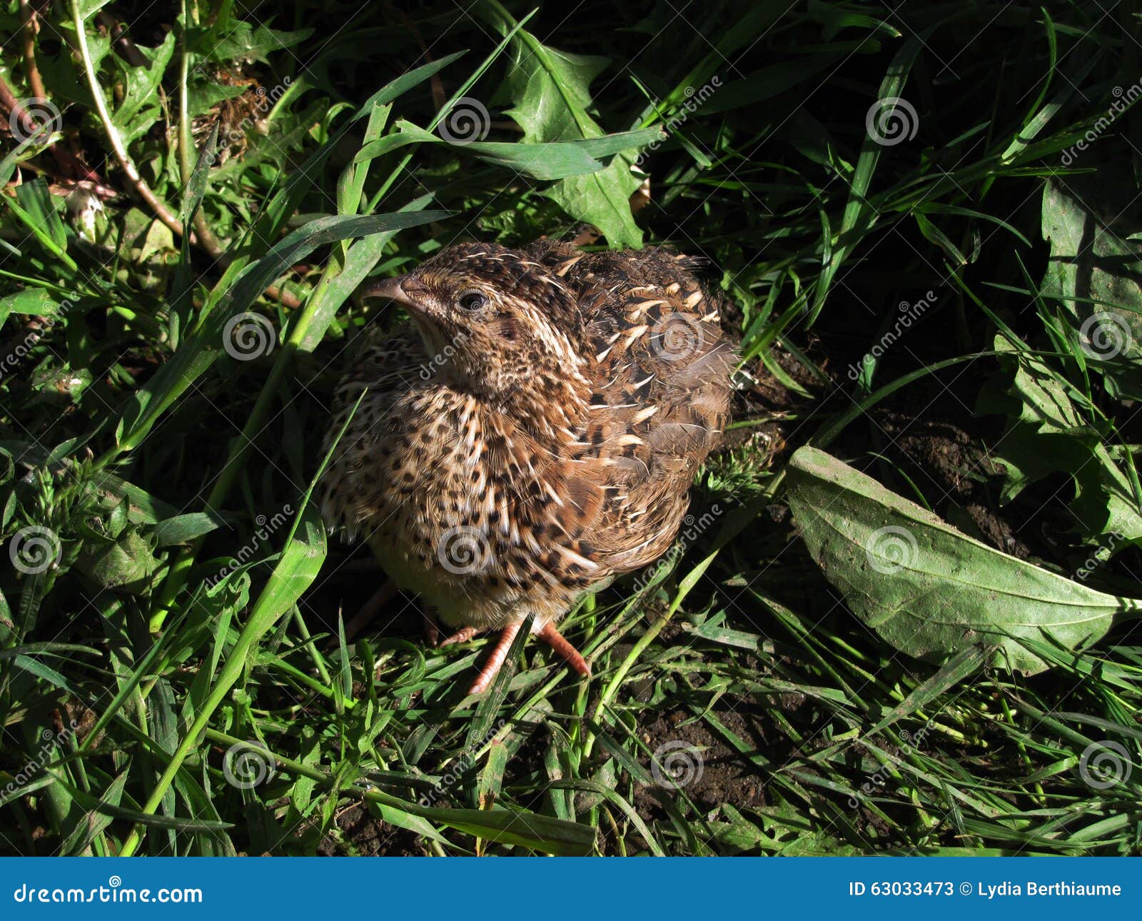 Common quail stock image. Image of bird, quail, spotted - 63033473