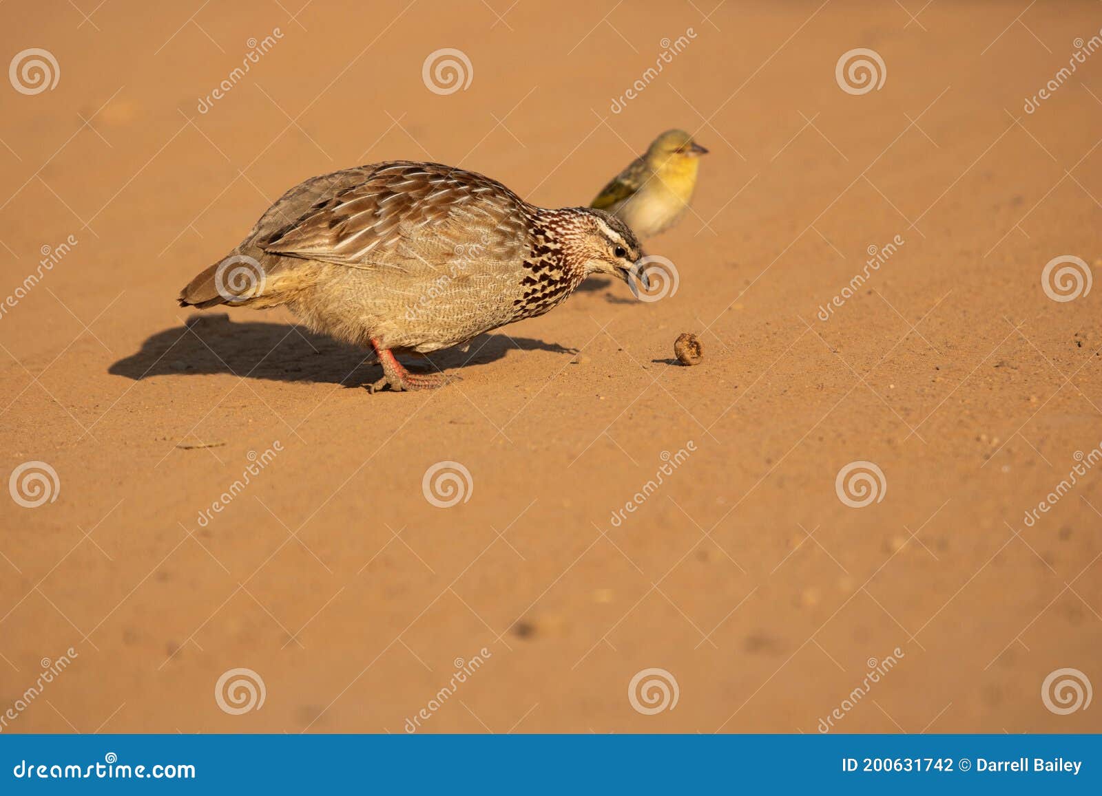 A Common Quail Feeding on Seeds on the Ground Stock Photo - Image of ...