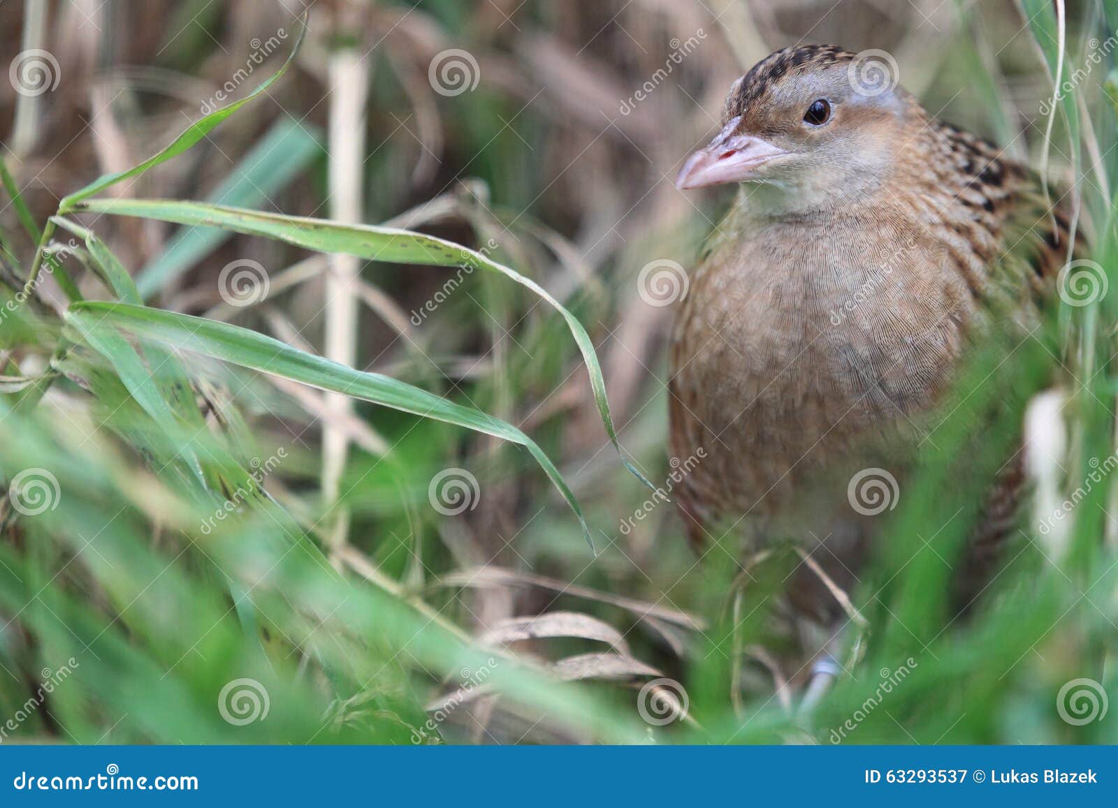 Common quail stock image. Image of head, nature, common - 63293537