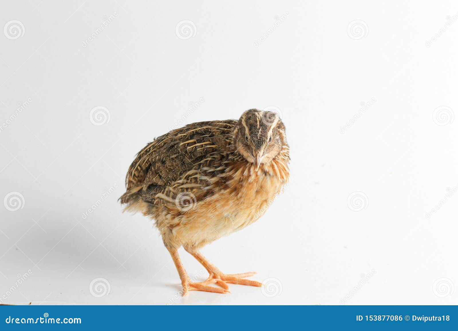 The Common Quail Isolated on White Stock Photo - Image of animal ...