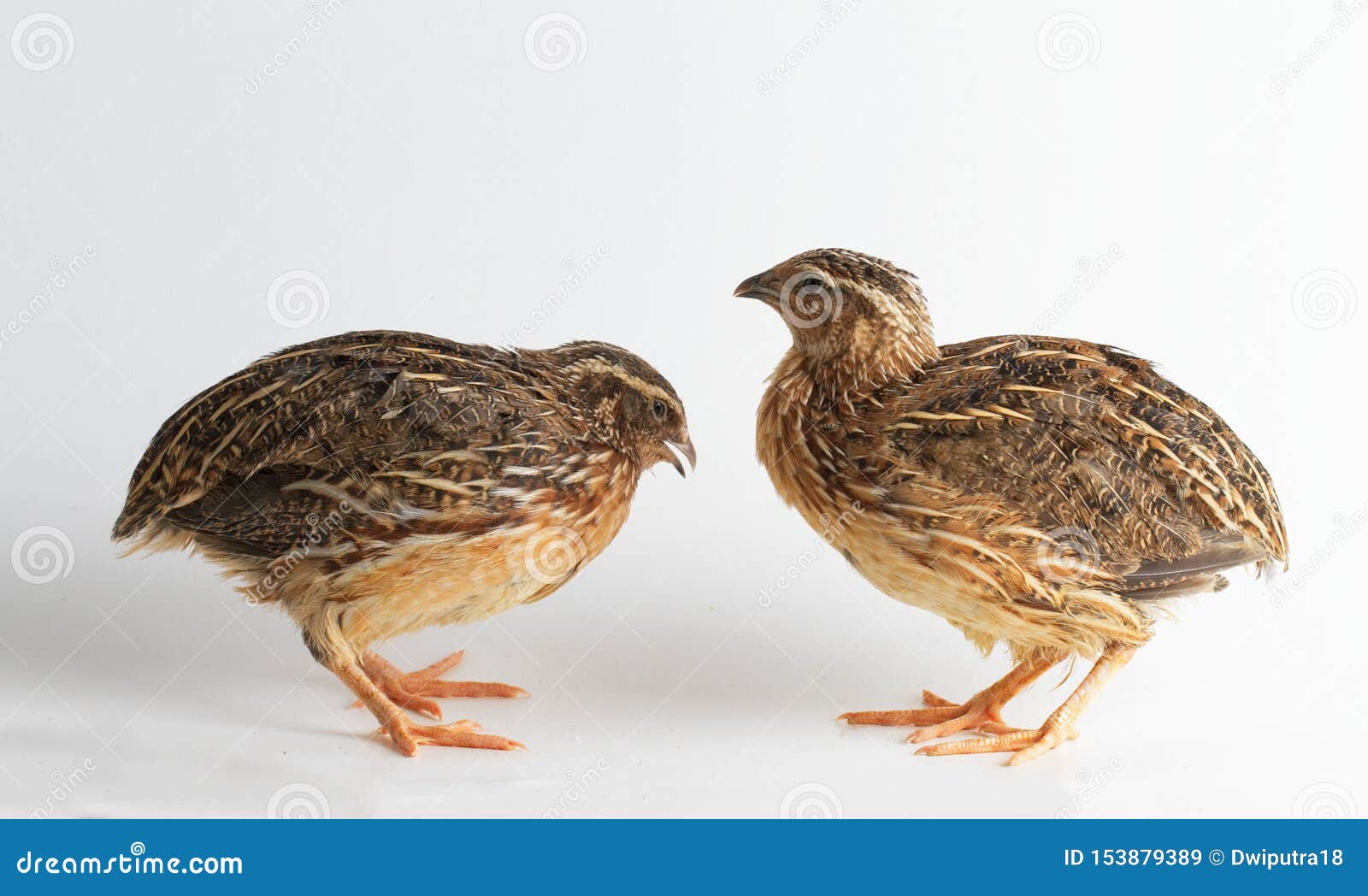 Common Quail, Coturnix Coturnix, Bird In The Nature Habitat. Quail ...
