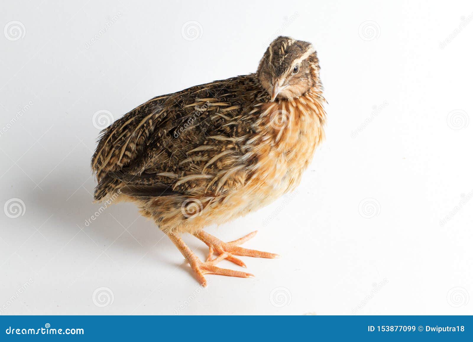 The Common Quail Isolated on White Stock Image - Image of beauty, fauna ...