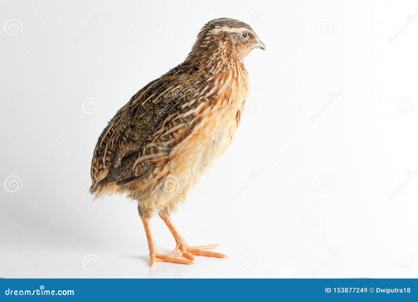 The Common Quail Isolated on White Stock Image - Image of farming ...