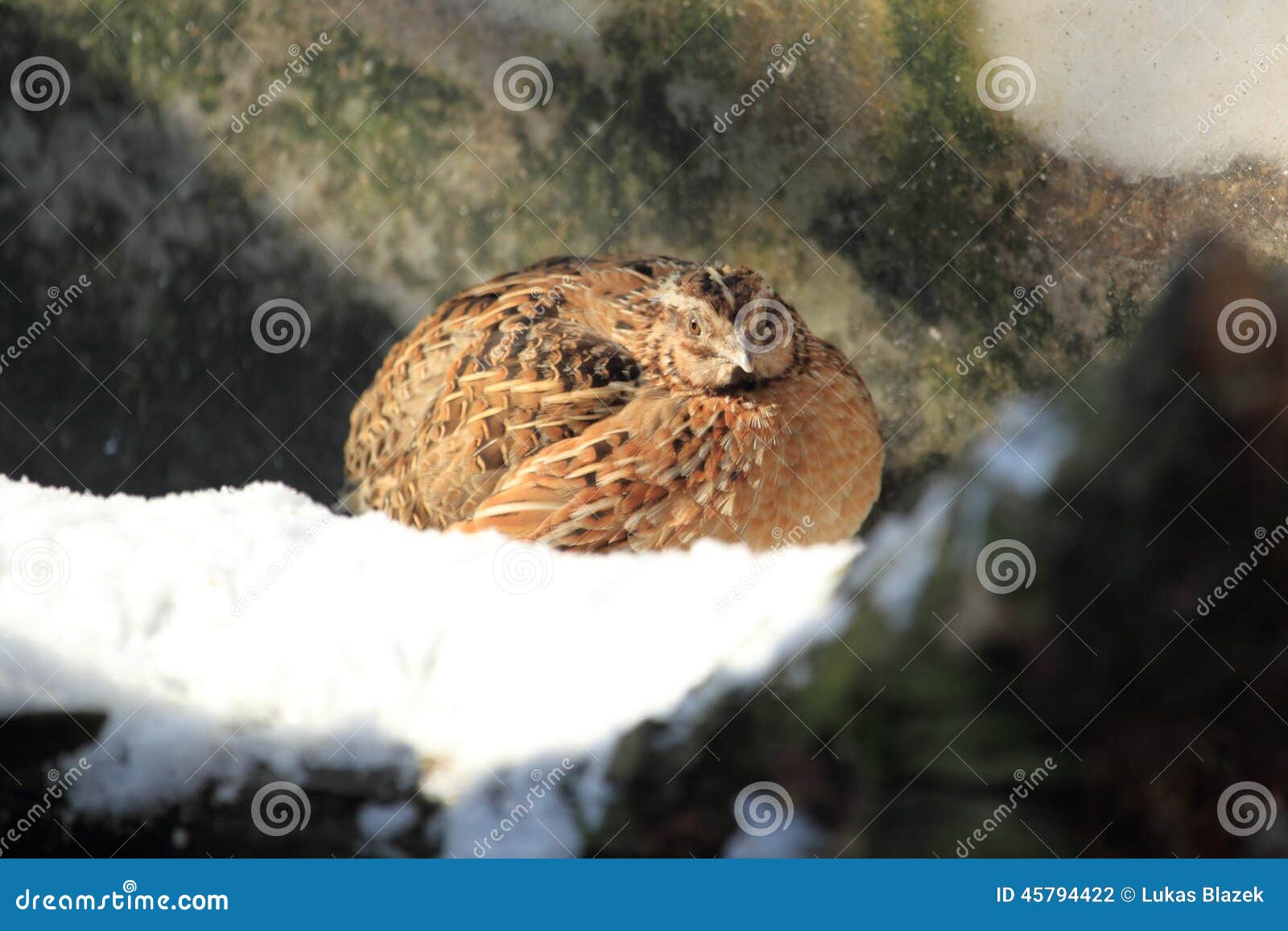 Common quail stock photo. Image of bird, sitting, common - 45794422
