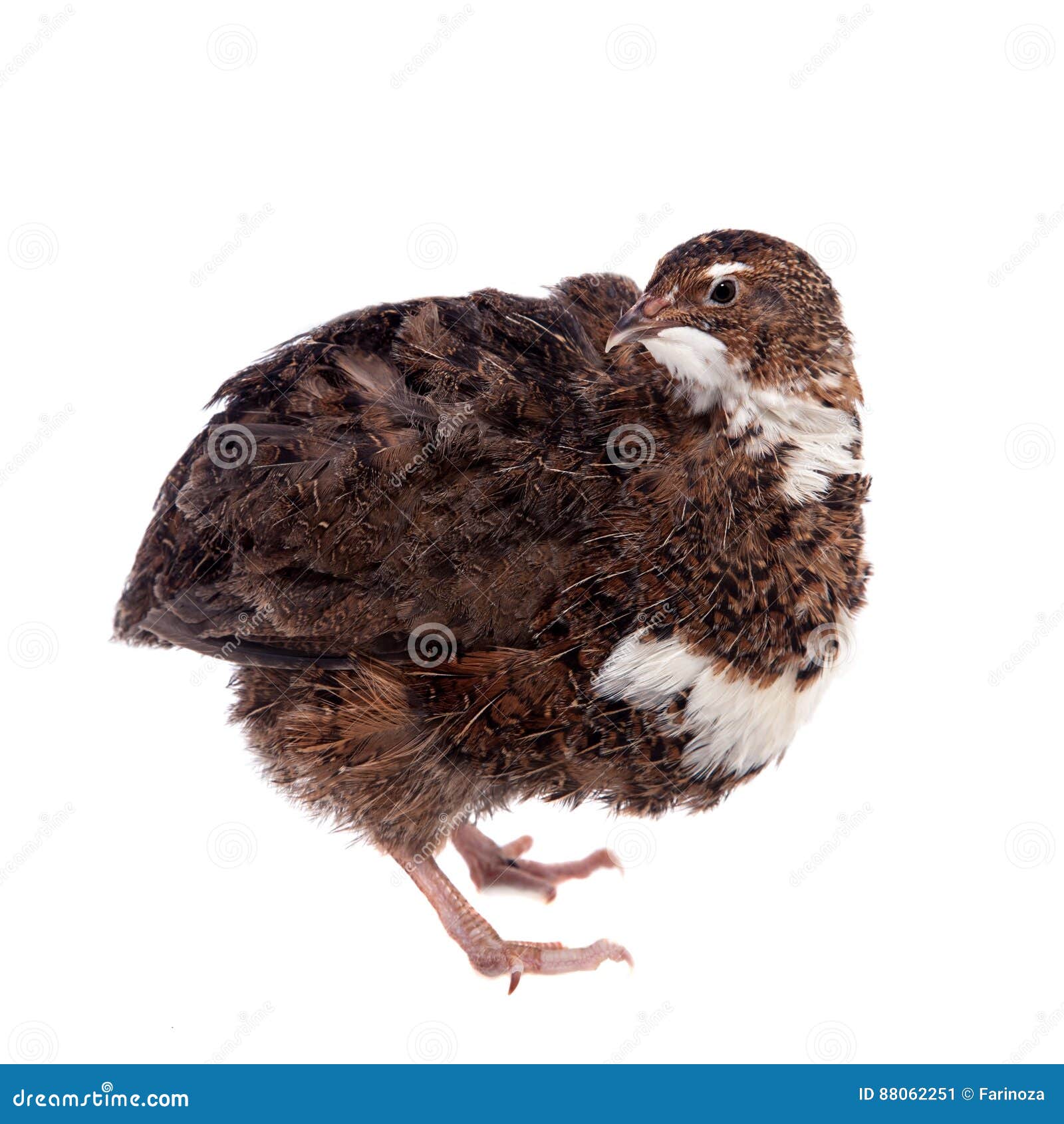 The common quail on white stock image. Image of domestic - 88062251