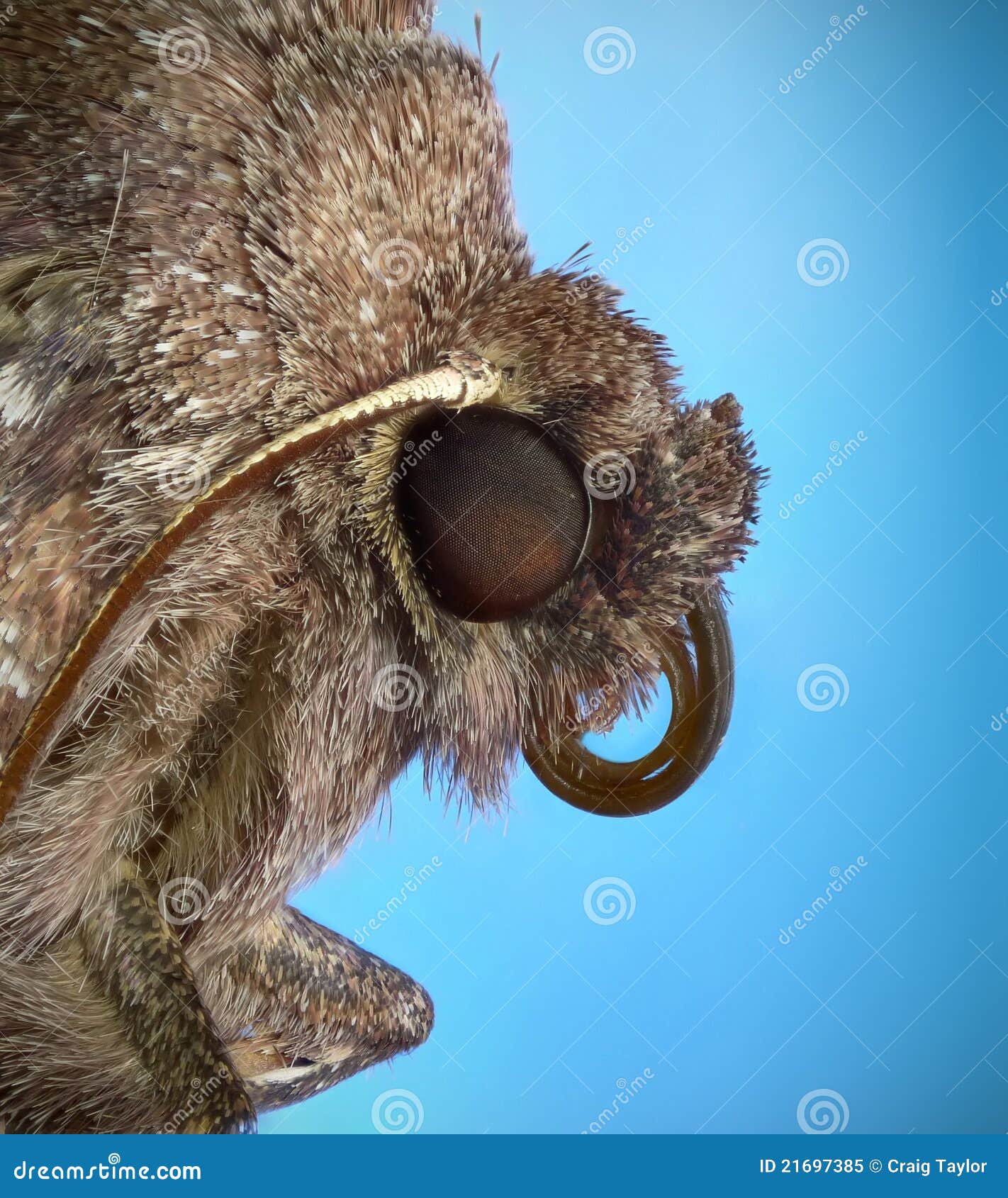 Common Quaker Moth Macro Profile Stock Image - Image of common, scales ...