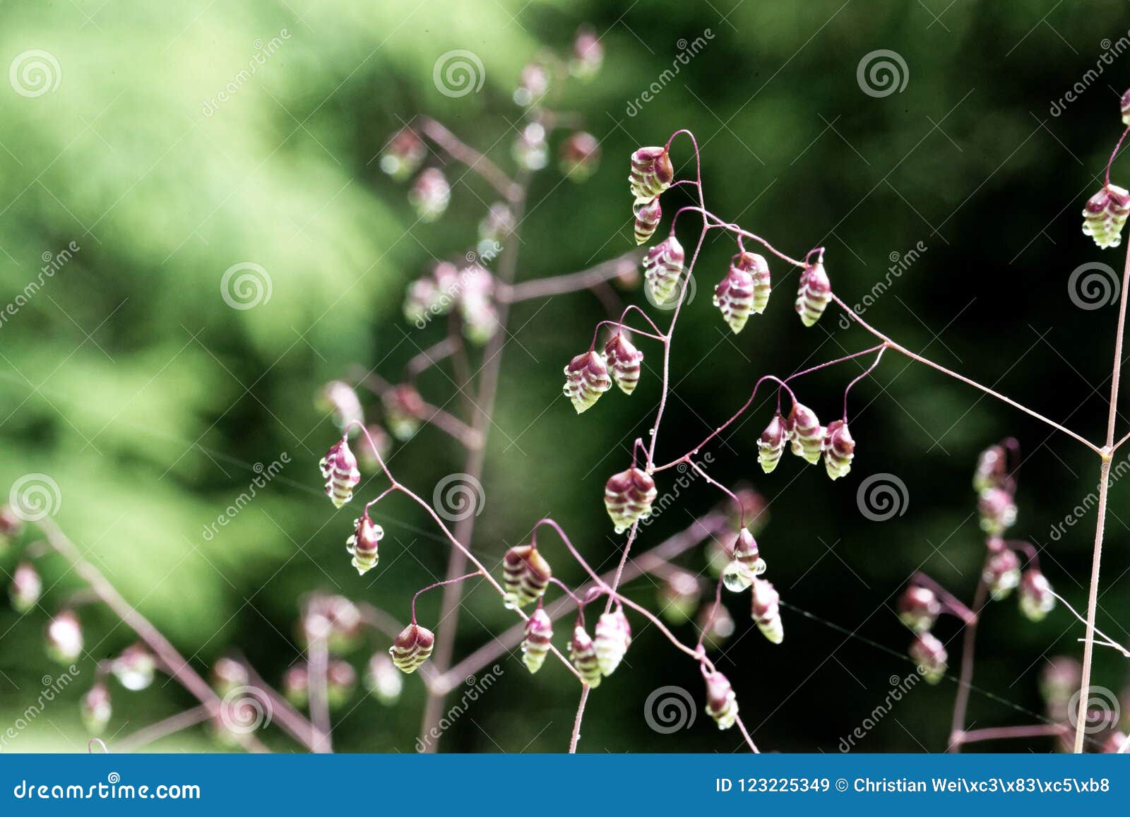 Common Quaking Grass Briza Media Stock Image - Image of flowers, plant ...