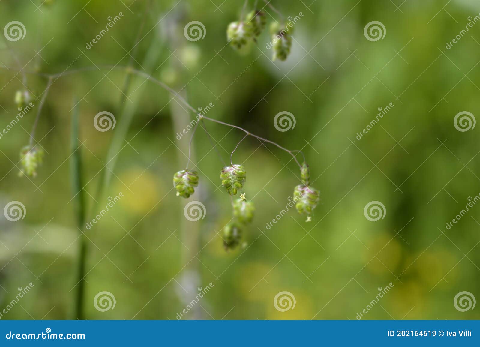 Common quaking grass stock image. Image of grass, plant - 202164619