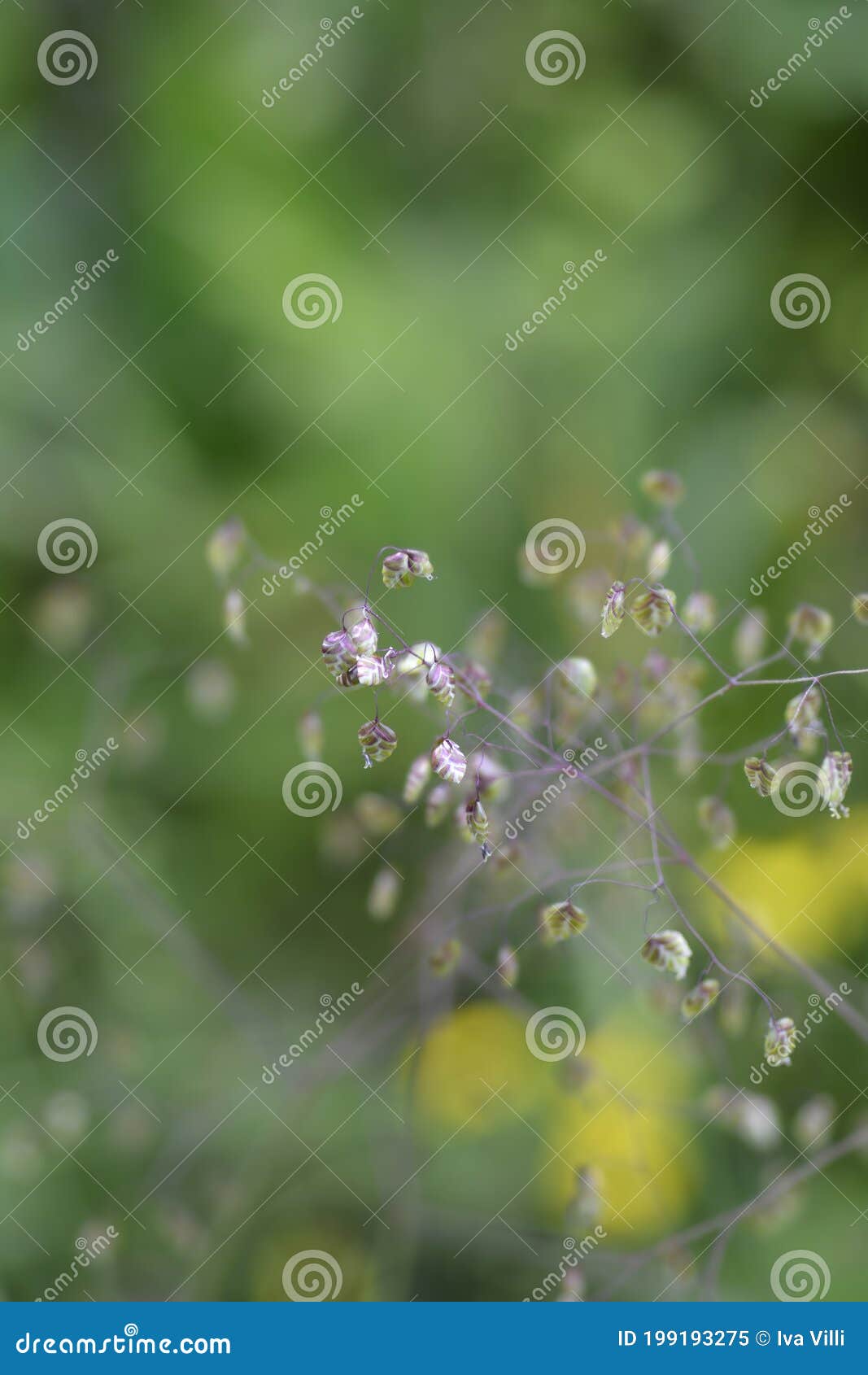 Common quaking grass stock image. Image of common, quakinggrass - 199193275