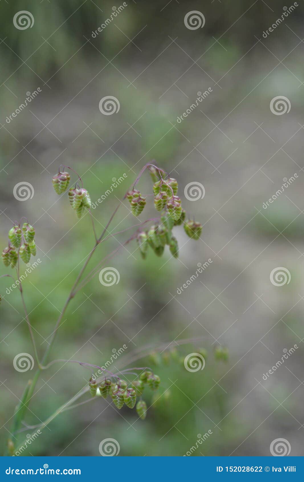 Common quaking grass stock photo. Image of tottergrass - 152028622