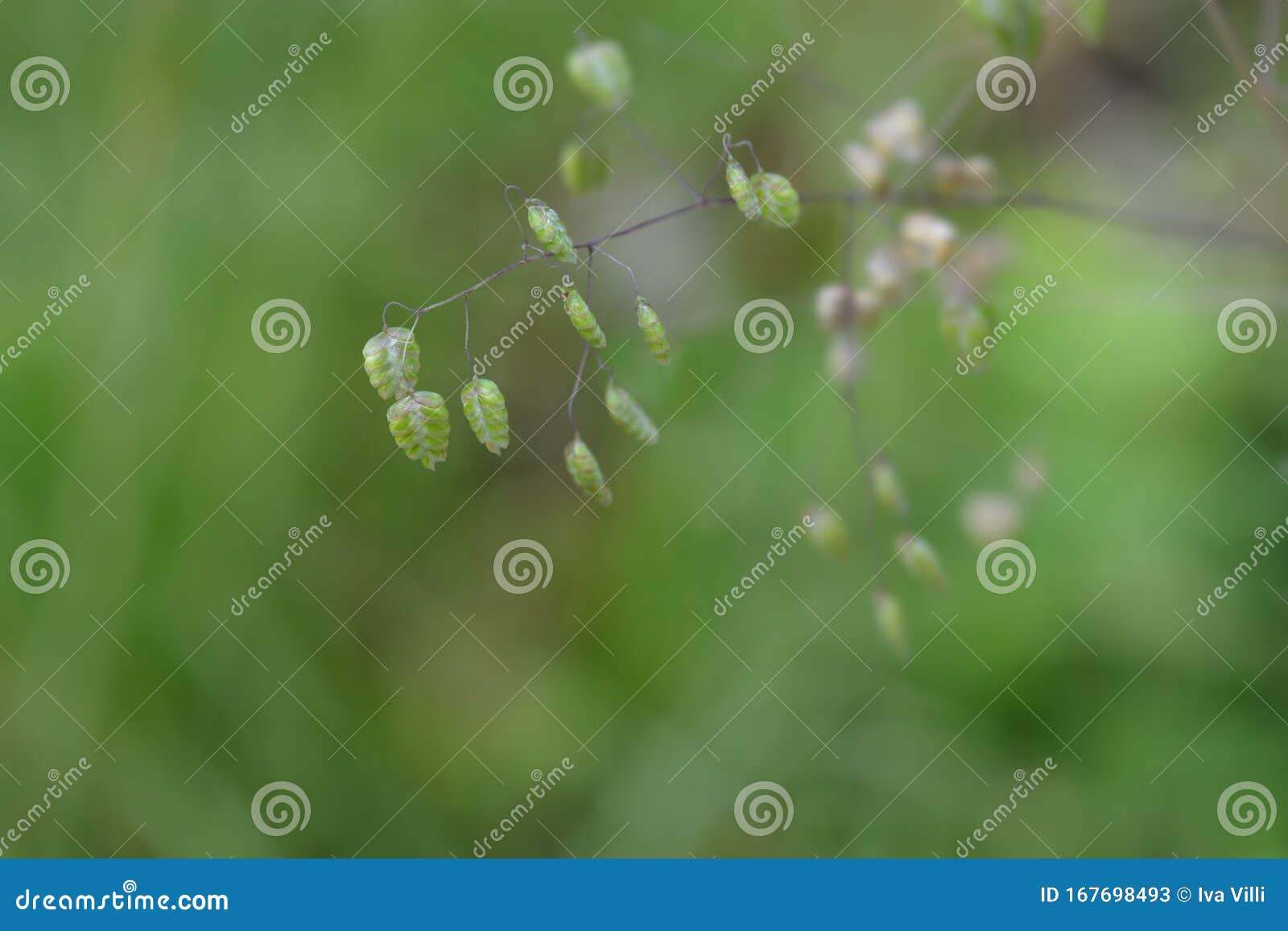 Common quaking grass stock image. Image of grass, doddergrass - 167698493