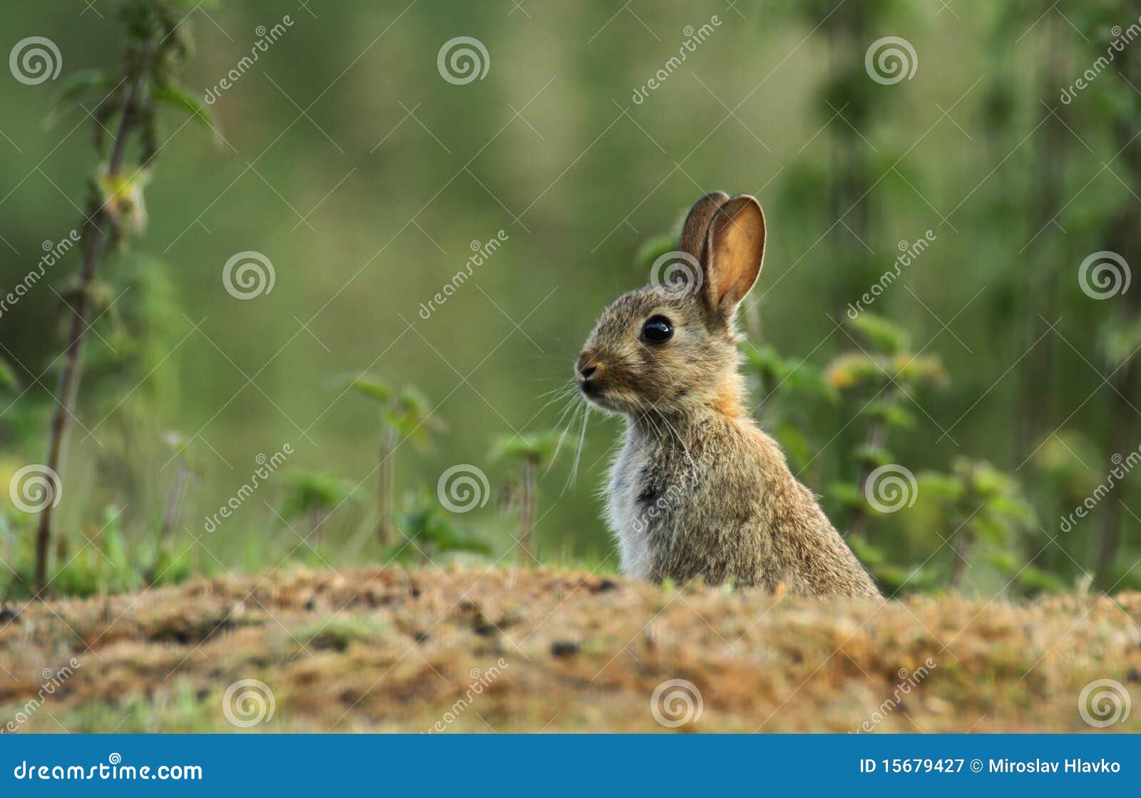 Common rabbit stock image. Image of wildlife, hirsute - 15679427