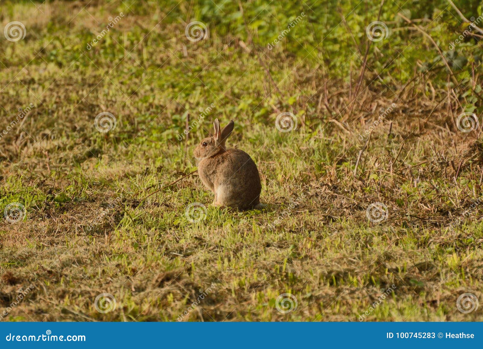 Wild rabbit in a field stock image. Image of watching - 100745283