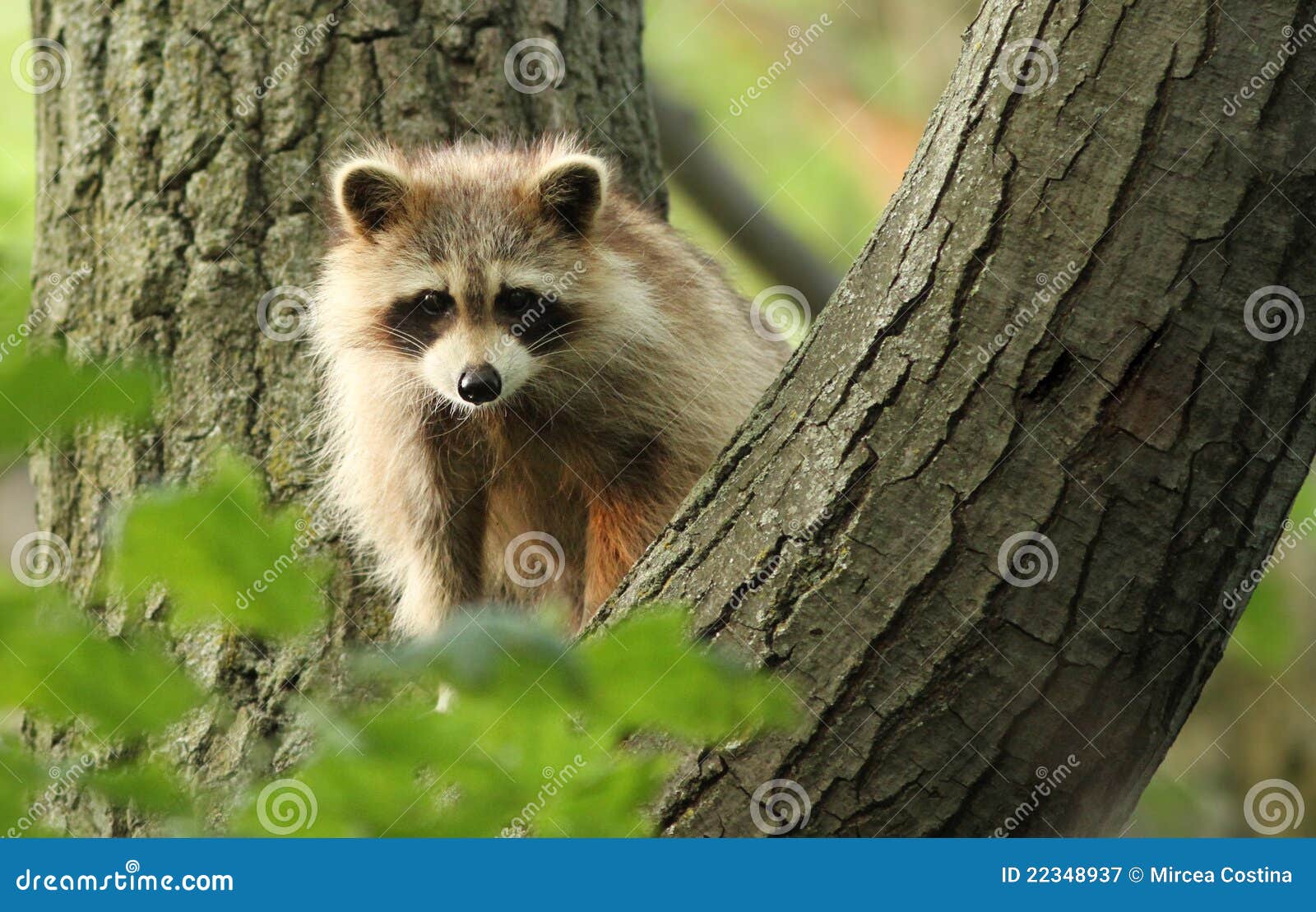 Common raccoon stock image. Image of grey, coon, montreal - 22348937