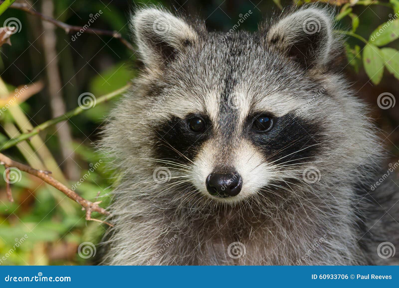 Common Raccoon - Procyon Lotor Stock Photo - Image of whitby, outside ...