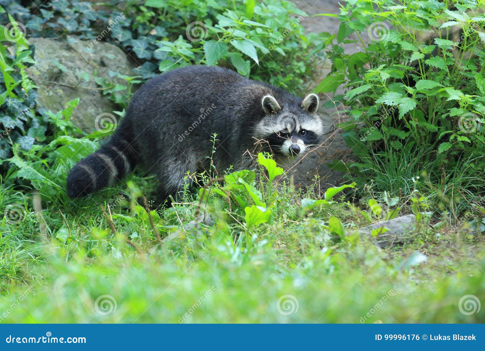 Common raccoon stock photo. Image of mammal, animal, common - 99996176