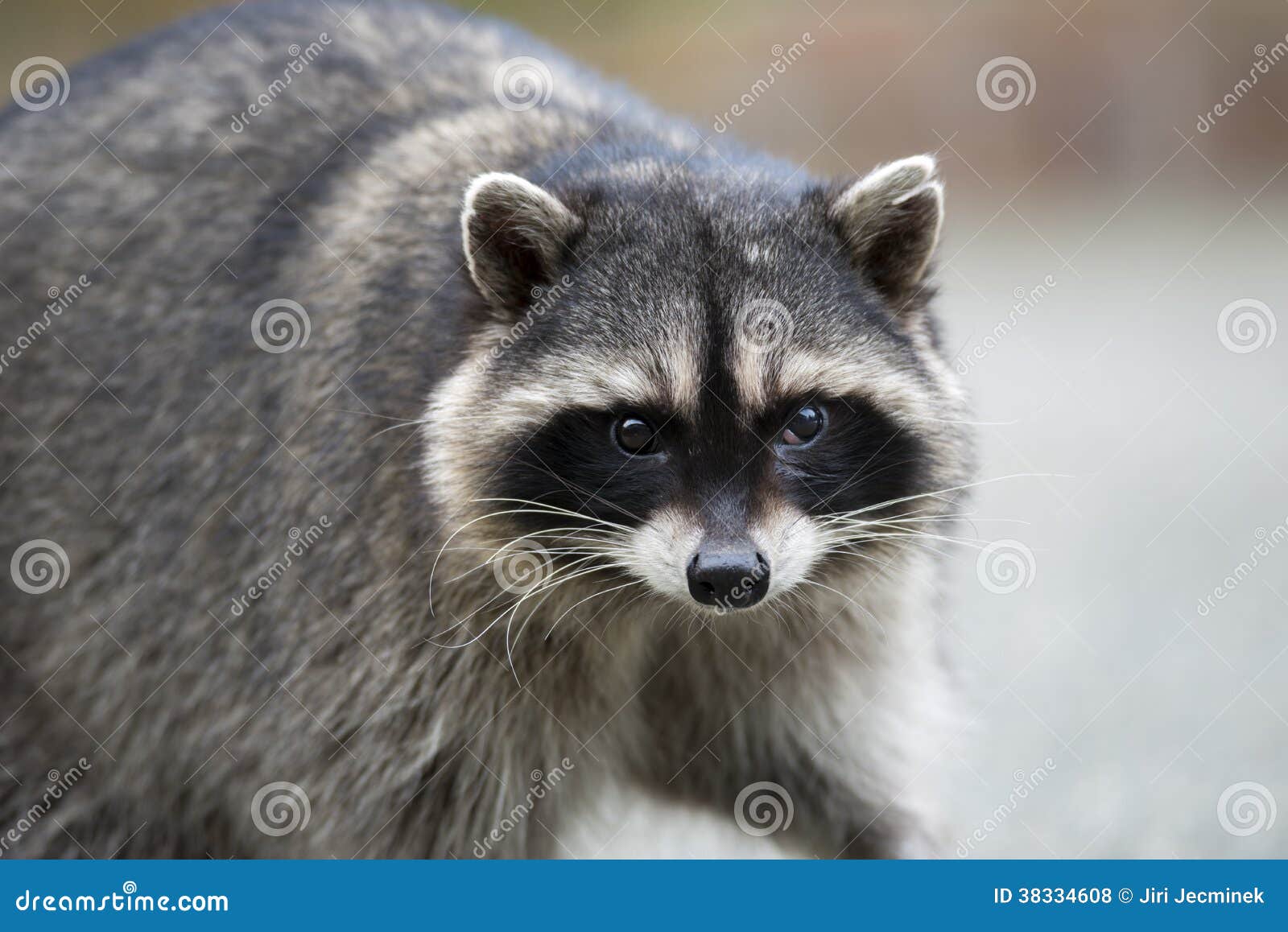 Common Raccoon stock photo. Image of creature, natural - 38334608