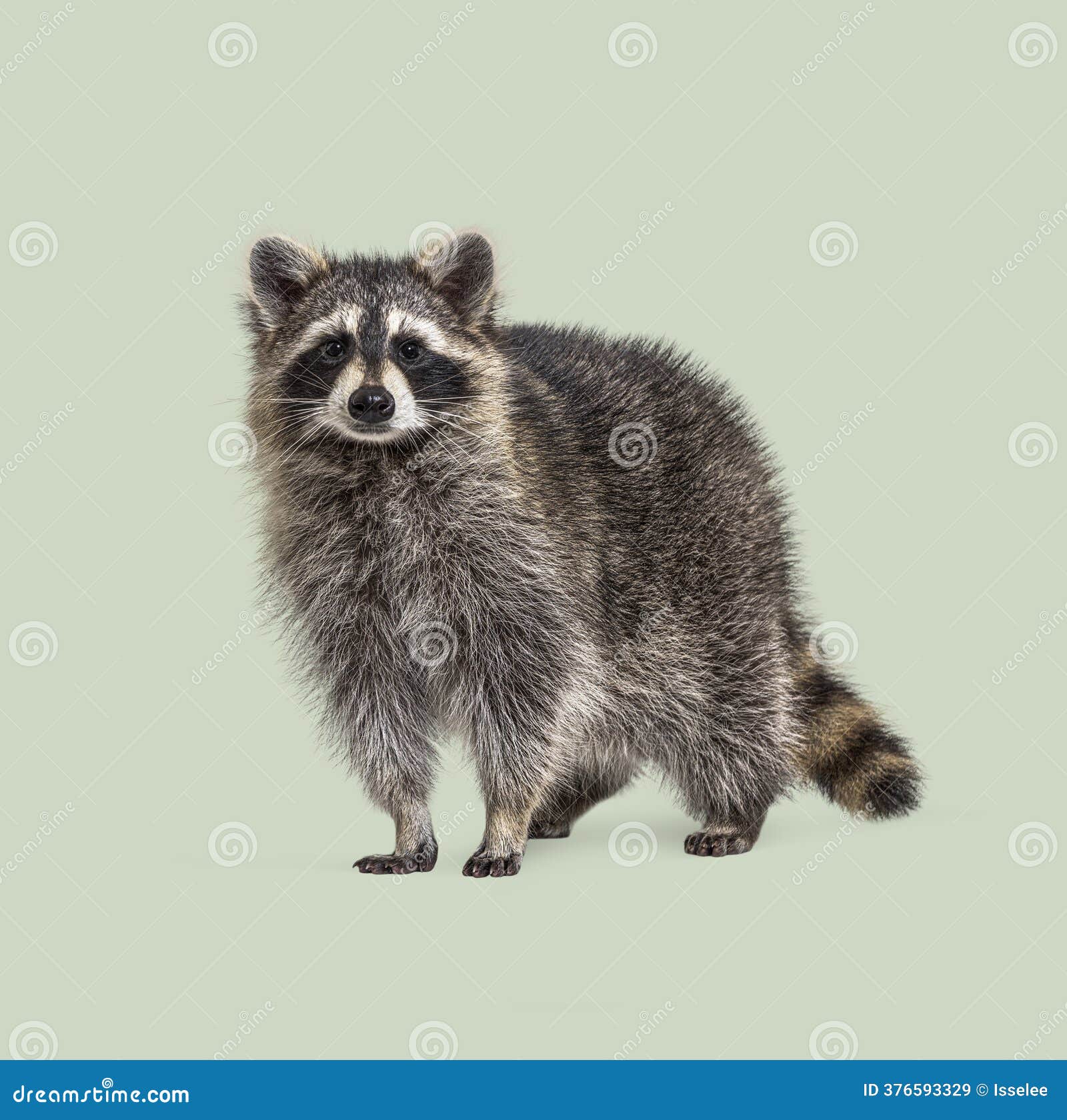 Common Raccoon Royalty-Free Stock Image | CartoonDealer.com #47352472