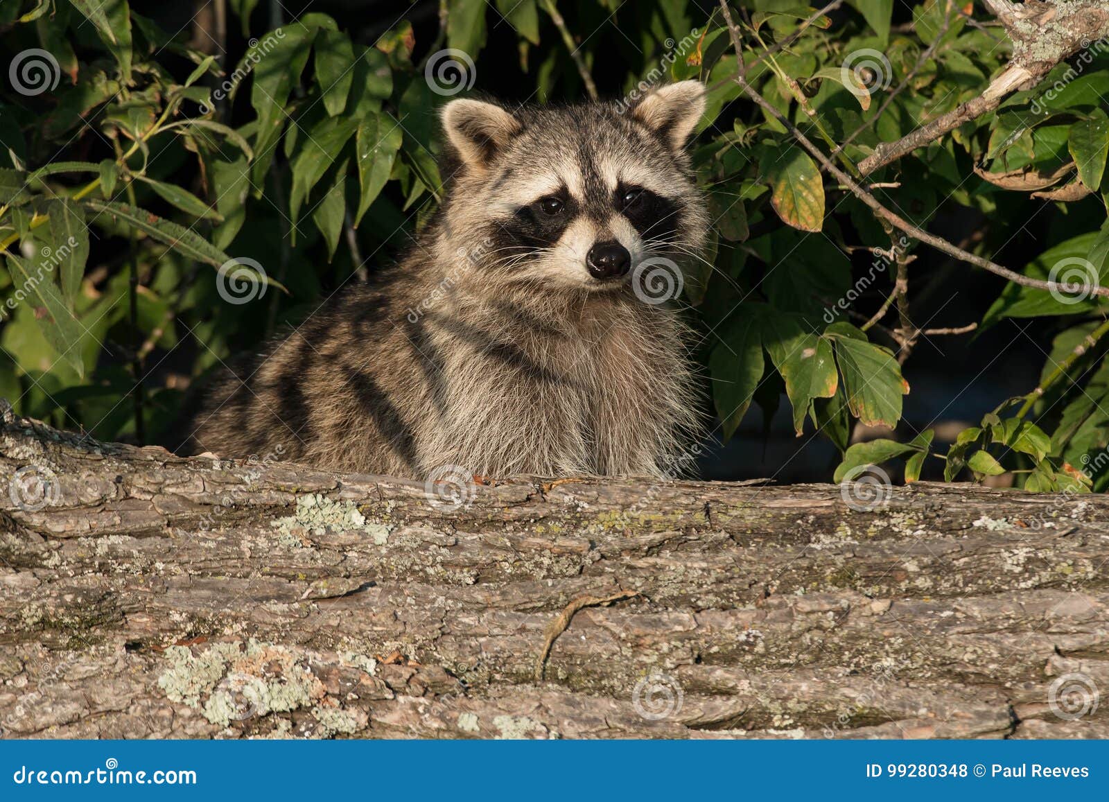 Common Raccoon - Procyon Lotor Stock Photo - Image of wild, environment ...