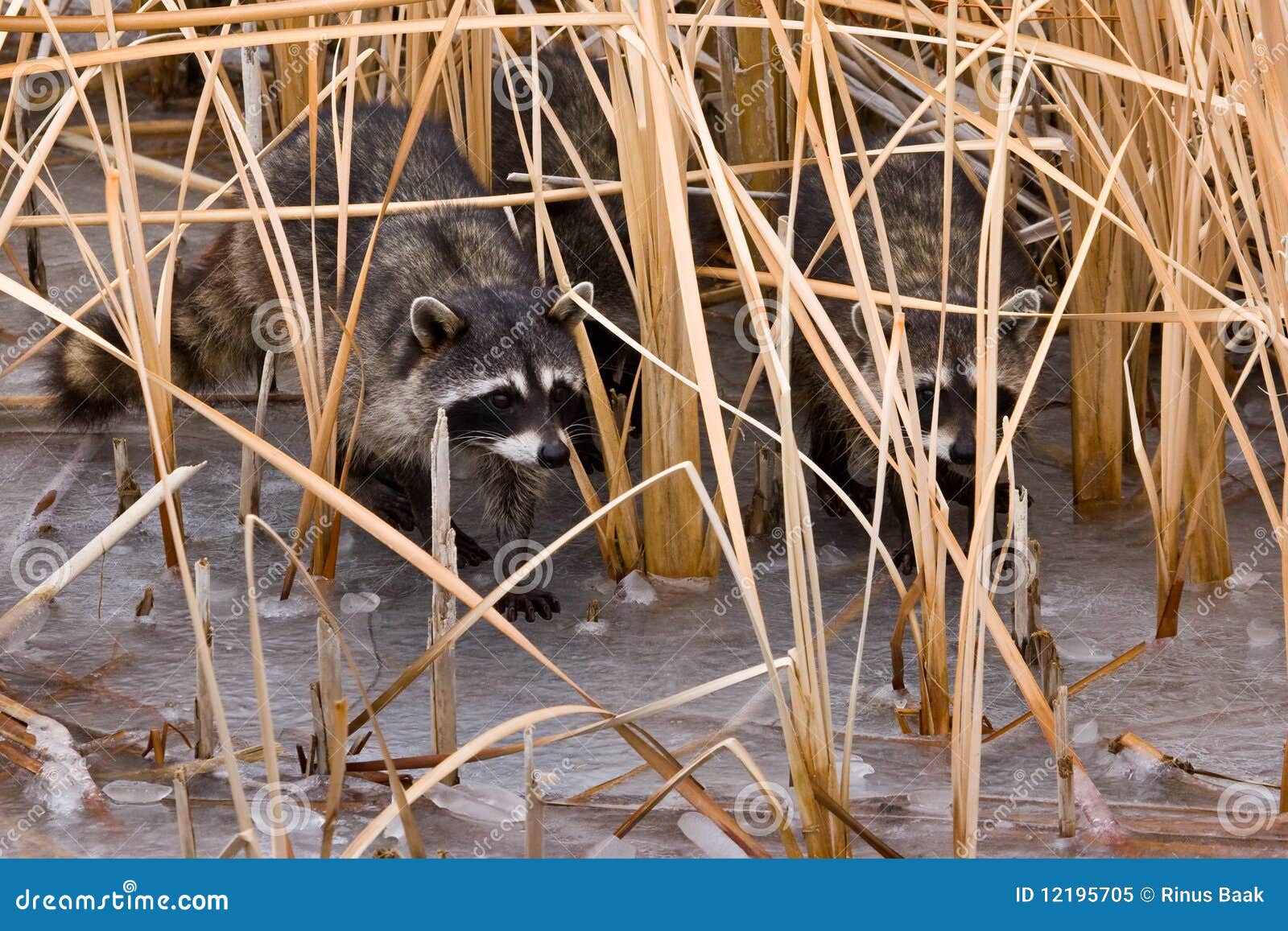 Common Raccoons Royalty-Free Stock Image | CartoonDealer.com #12195694