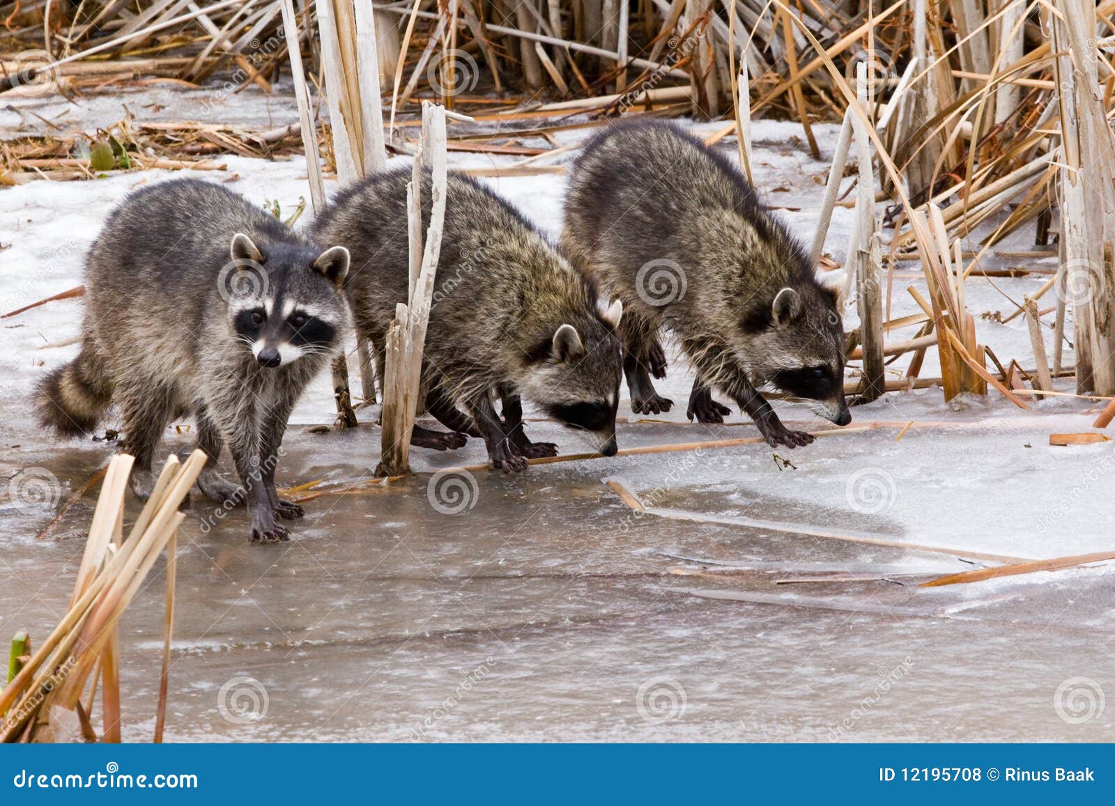 Common Raccoons stock photo. Image of water, omnivorous - 12195708
