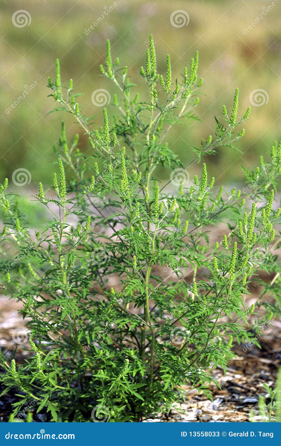 Common Ragweed 23755 stock image. Image of flowers, asteraceae - 13558033