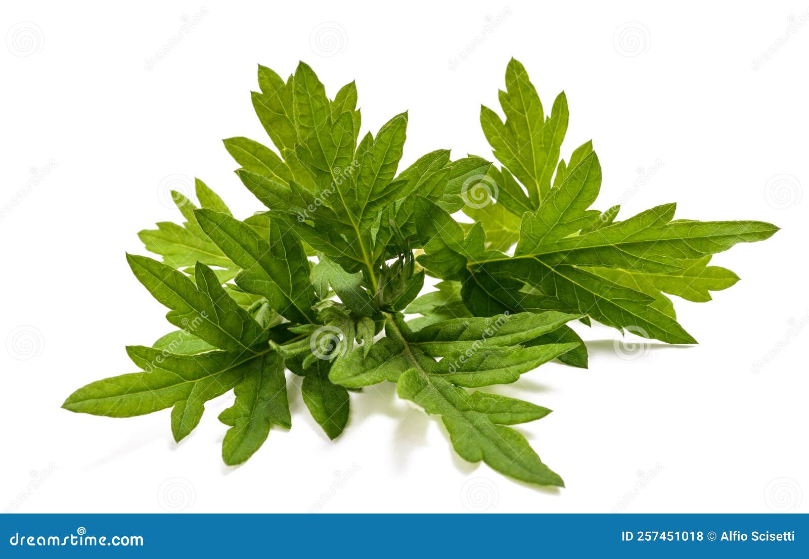 Common ragweed stock photo. Image of nature, fresh, plant - 257451018