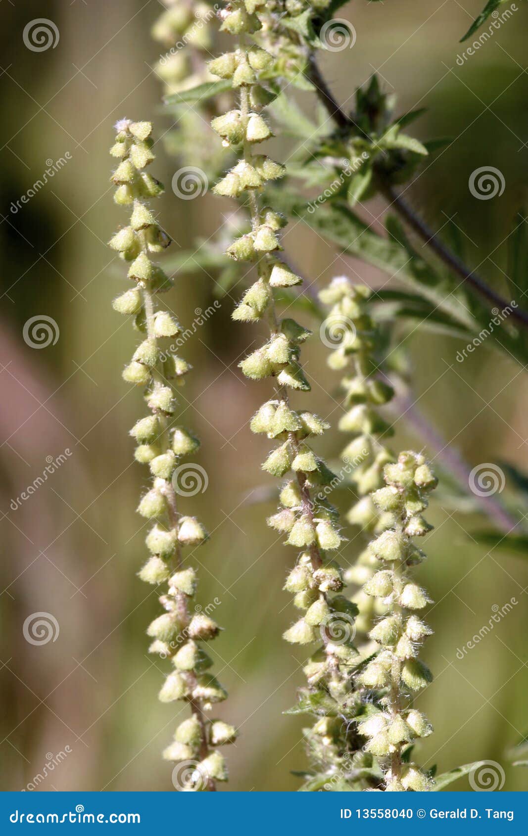 Common Ragweed Flowers 605500 Stock Photo - Image of annual, family ...