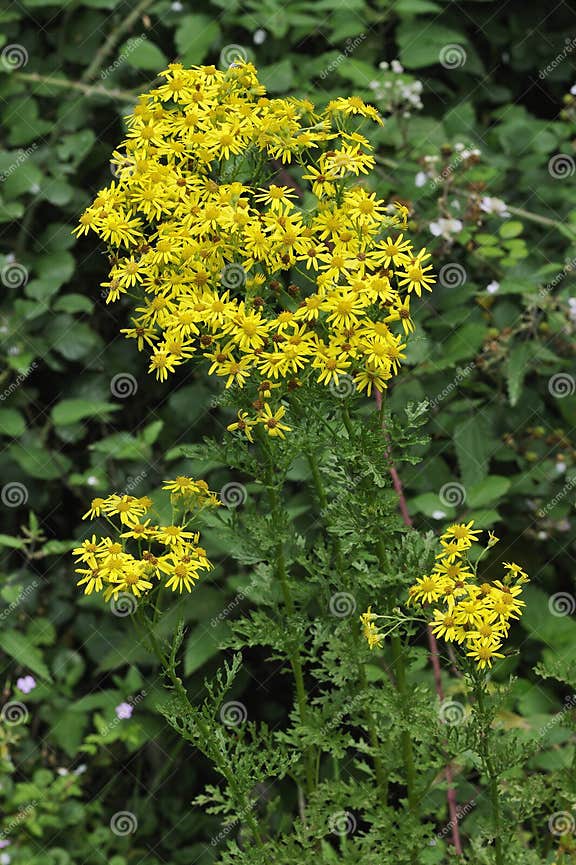 Common Ragwort stock image. Image of poisonous, yellow - 23630975