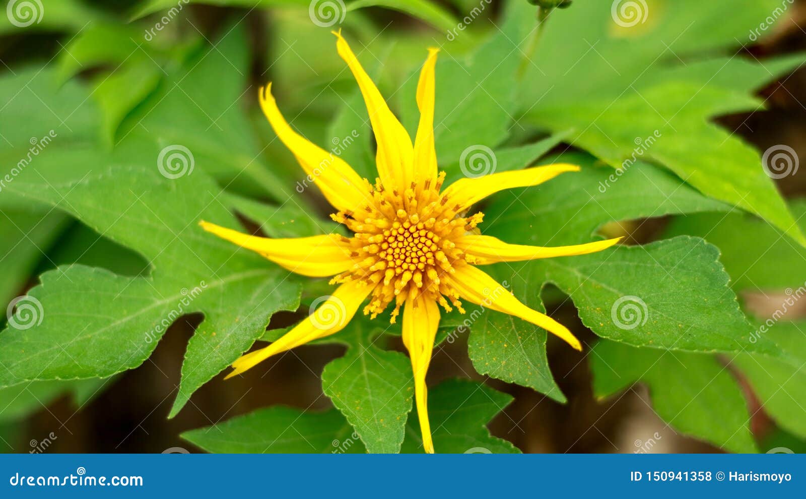 Common Ragwort flower stock photo. Image of natural - 150941358