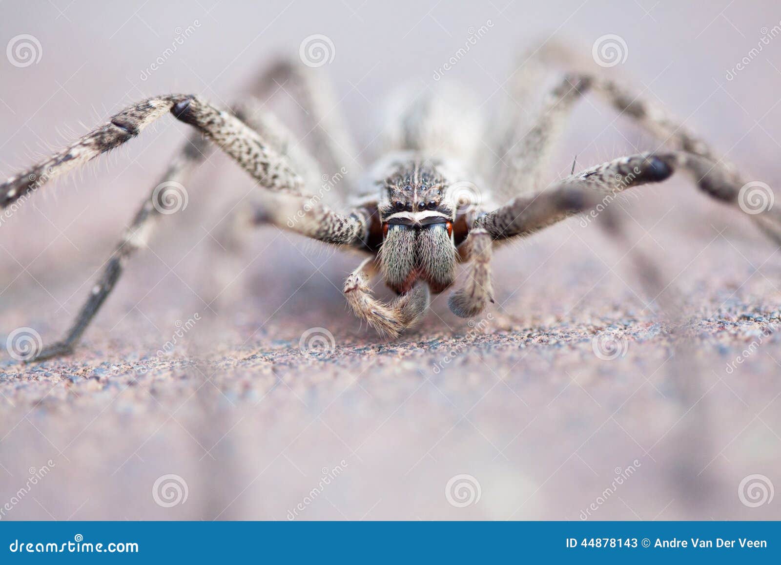 Common Rain Spider on Brick Pavement, Selective Focus Stock Image ...