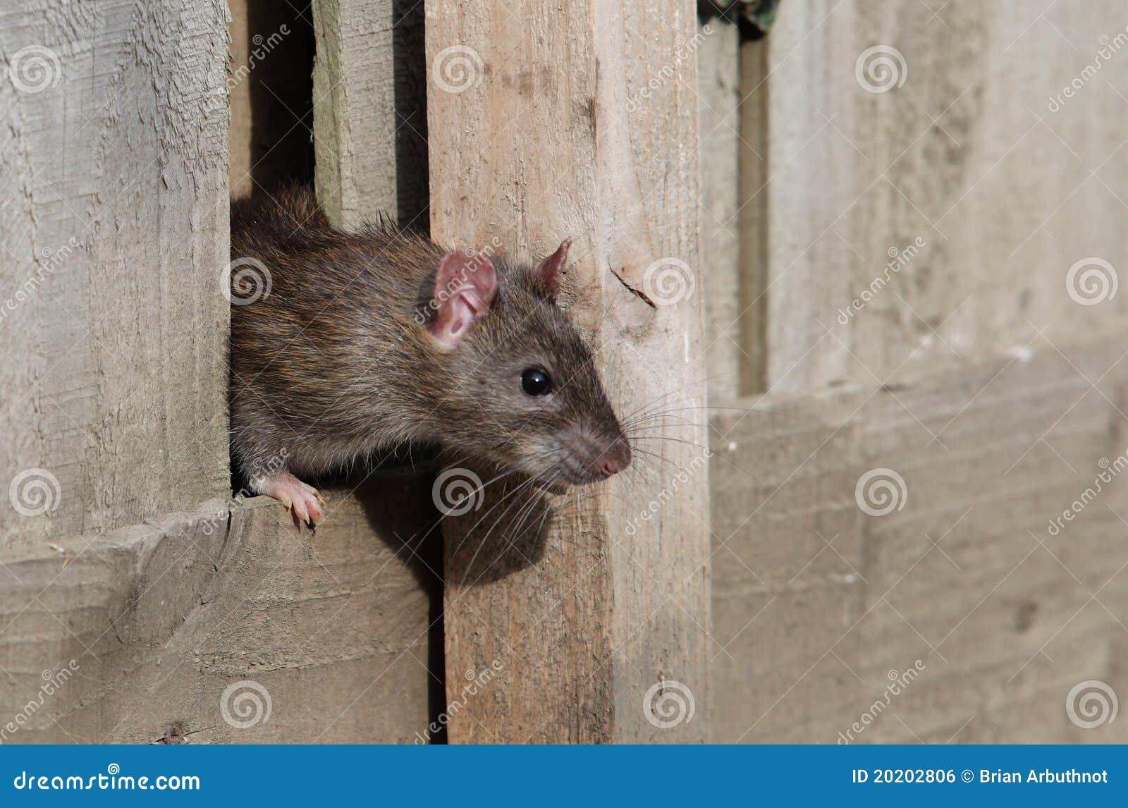 Common rat. stock photo. Image of rodents, whiskers, vermin - 20202806