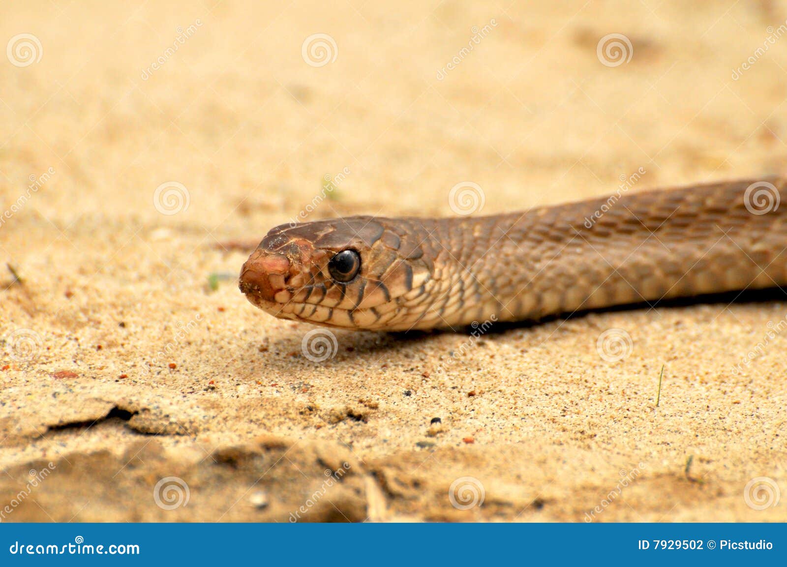 Common rat snake stock photo. Image of tongue, scales - 7929502